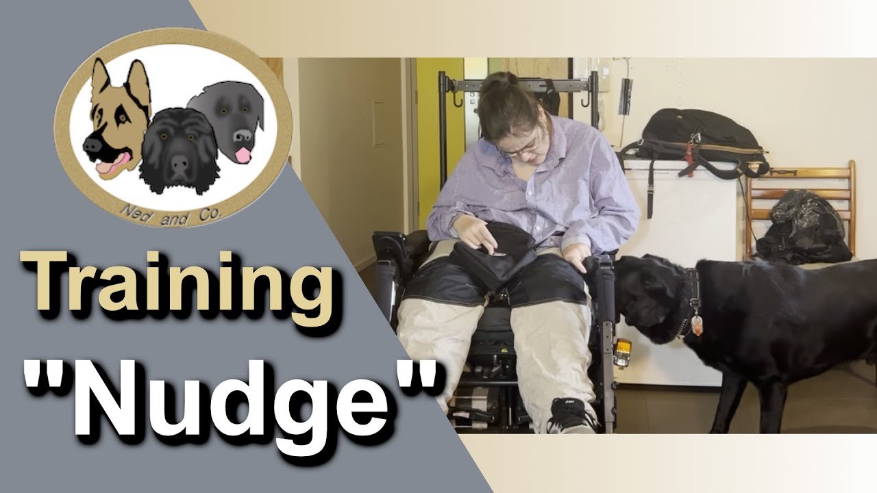 How to train "nudge" (#ServiceDog Alerts Part 3) - YouTube