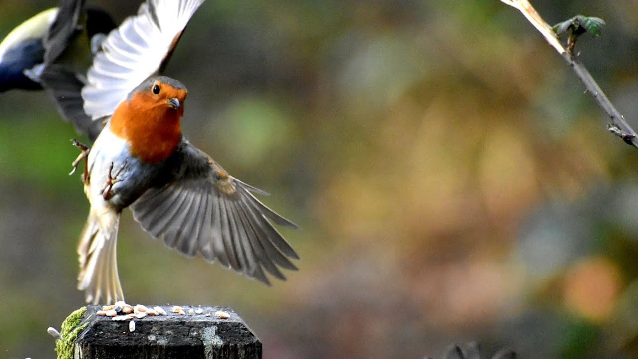 some close up shots of the birds down the fendrod lake using Nikon ...