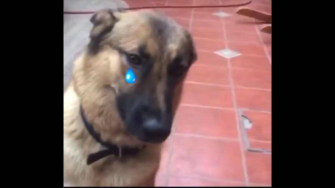 AYY GTFO Dog meme, but he listens - YouTube