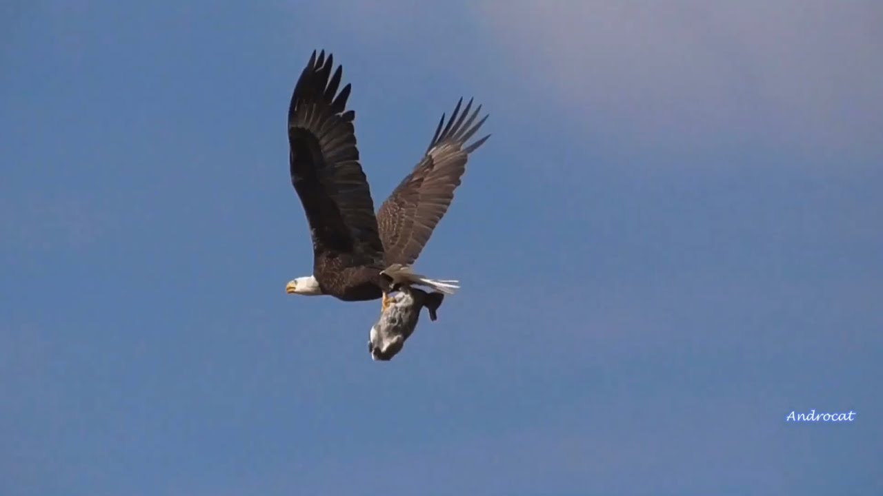 SWFL Eagle Cam 2-10-23. Ground + Cam Video. M15 Delivers Rabbit Prey ...