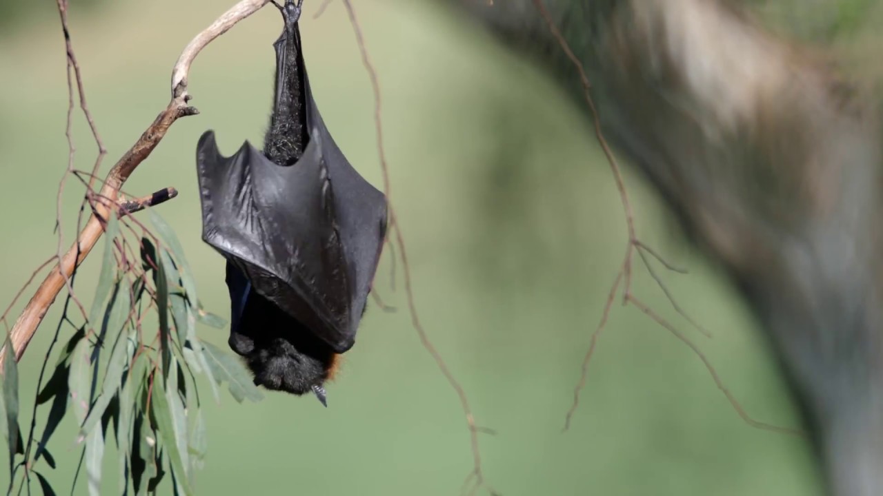 Yarra Bend Bats - YouTube