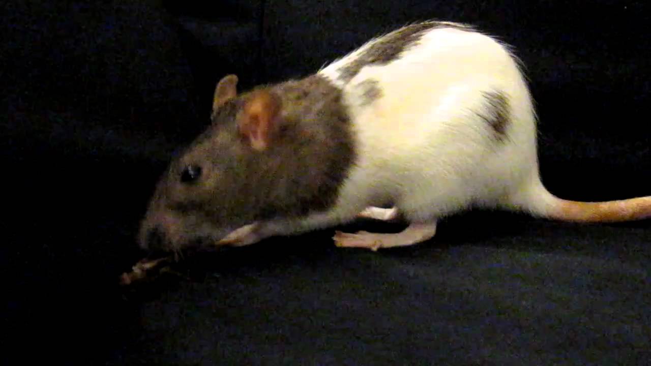 Rat vs. Cockroach - YouTube