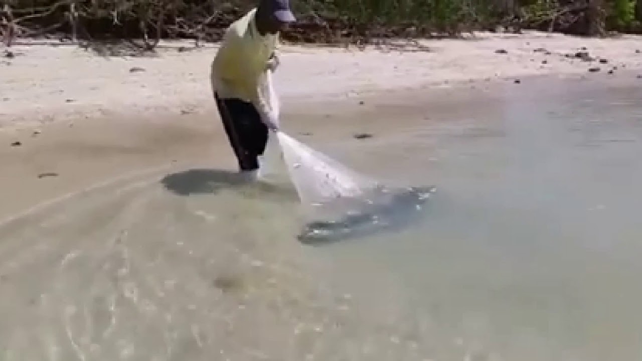 Jala ikan di laut - YouTube