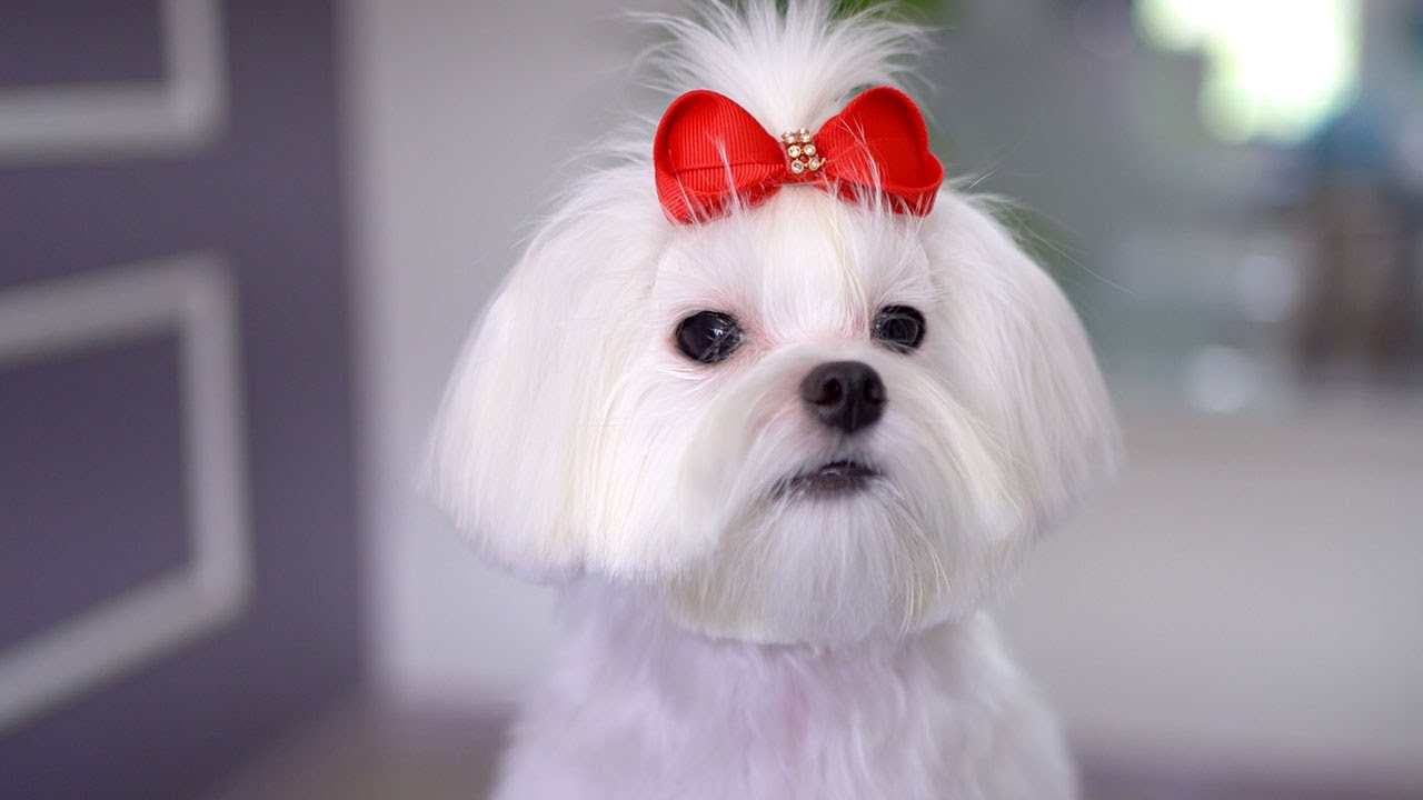 The first grooming of the pretty Maltese princess! ️ ️🐶 - YouTube