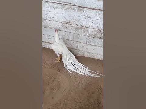Чистоган Азиил Индия - YouTube