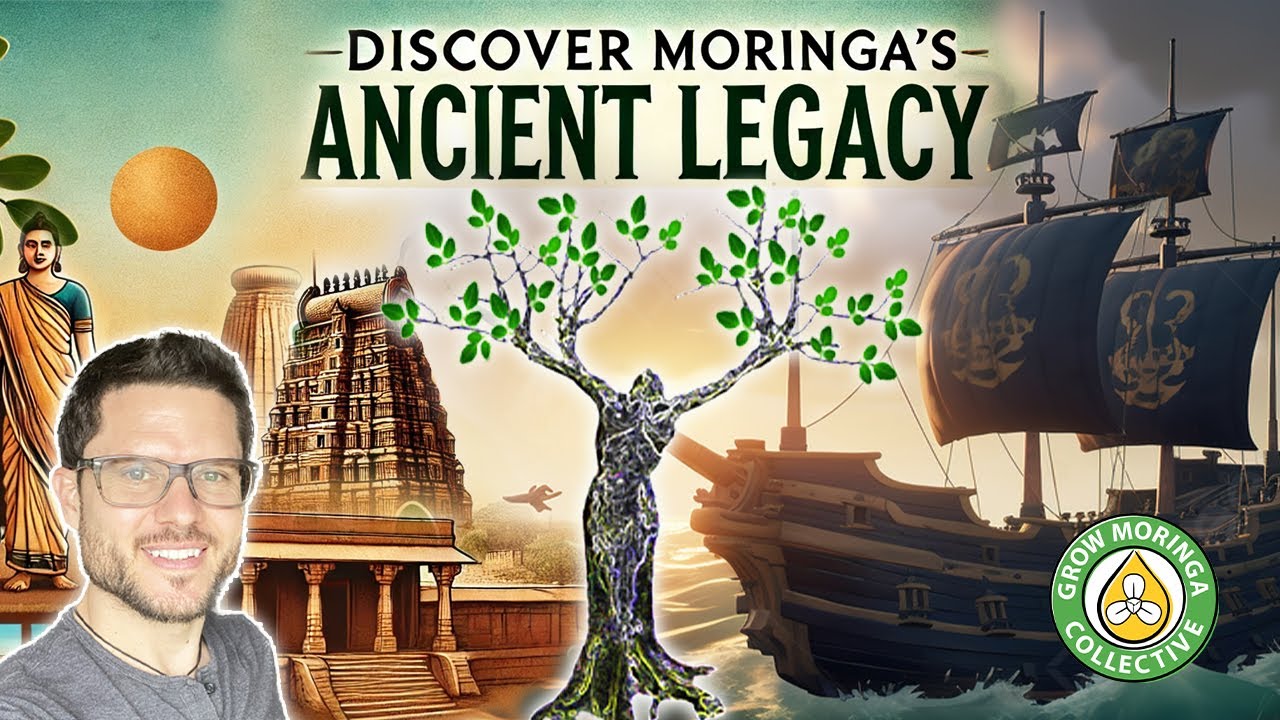 The Rich History of the Moringa Tree: The Miracle Tree Origins aka The ...