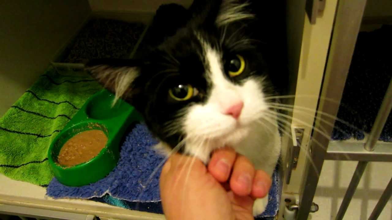 Beautiful Cat Purring So Loud - YouTube