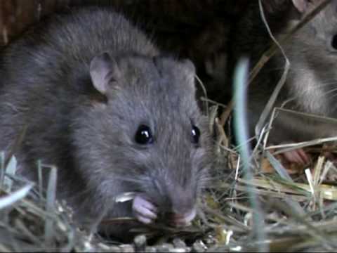rattus norvegicus