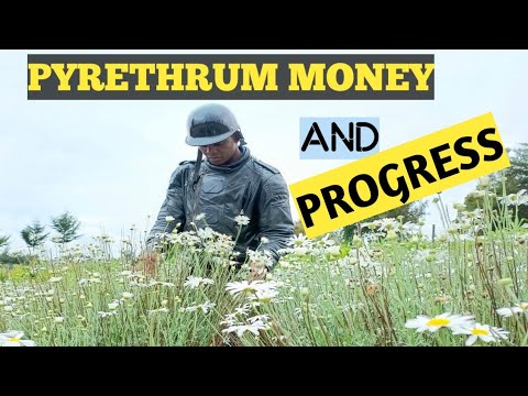 PYRETHRUM FARMING AND PROGRESS - YouTube