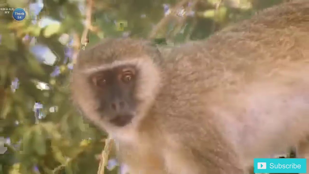 Best Eagle attack snakes ☆ Amazing animal Eagle Catch Snake From Water ...