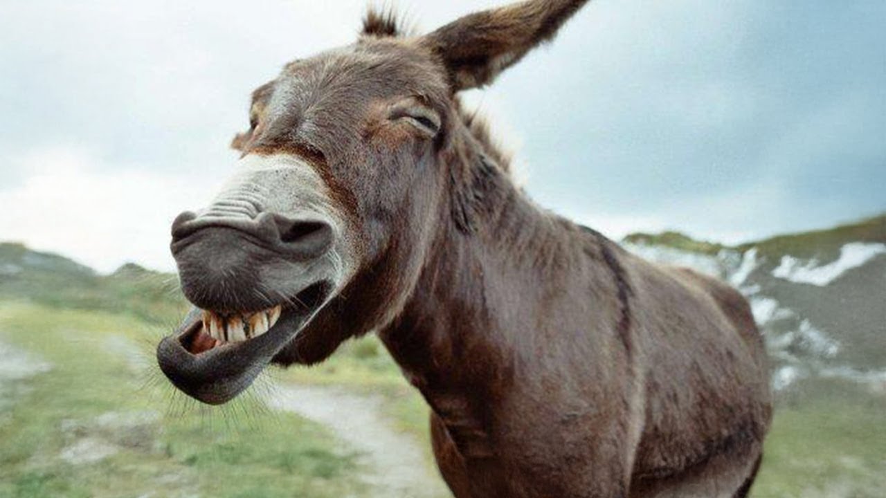 Funniest DONKEY Videos To Make You LAUGH! FUNNY ANIMALS 2025 - YouTube