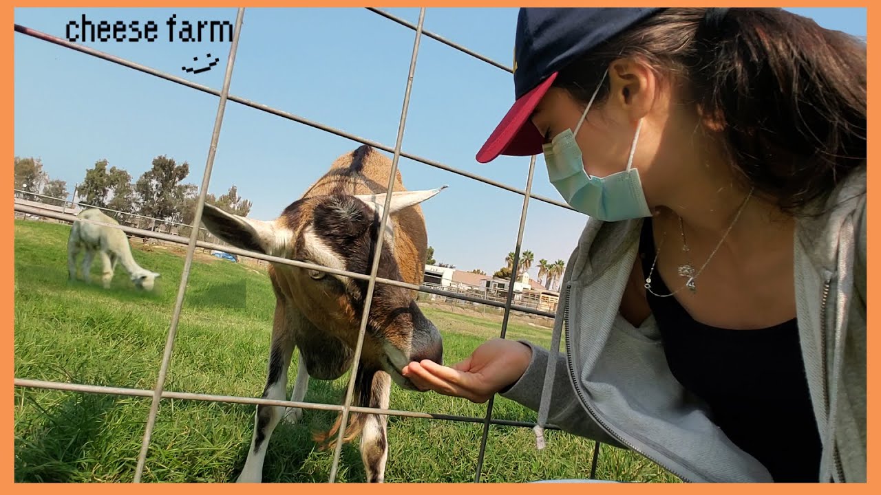 animals at the cheese farm (& the most american store ever) - YouTube