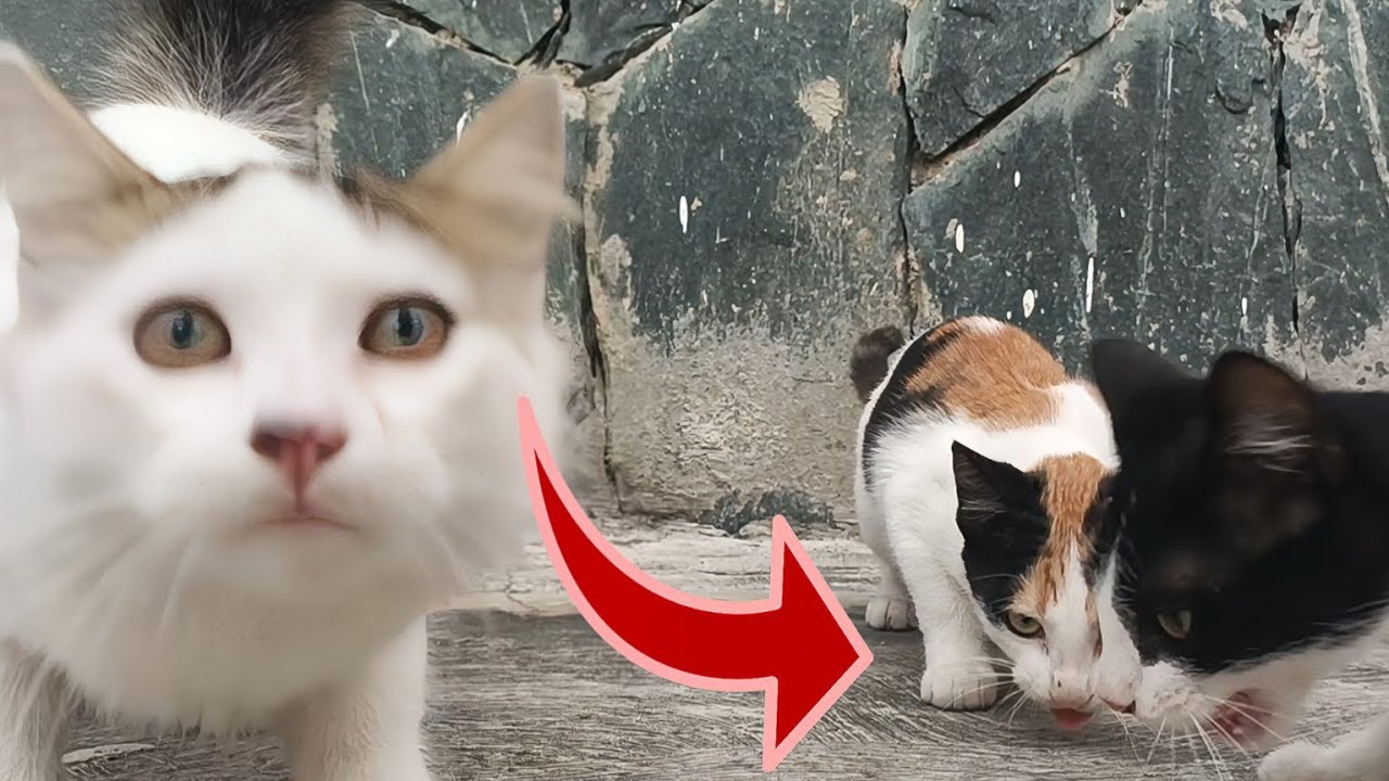 Problemas de Gatos 🐾😹 Vídeo Muy Chistoso - YouTube
