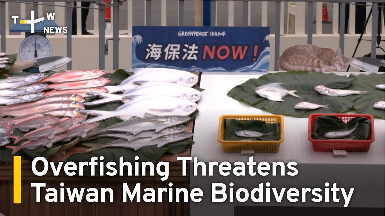 Overfishing Threatens Biodiversity Around Taiwan's Waters | TaiwanPlus ...