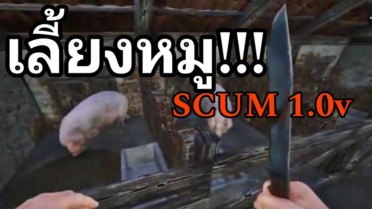 เลี้ยงหมู SCUM 1.0v #scum #survival #gaming - YouTube