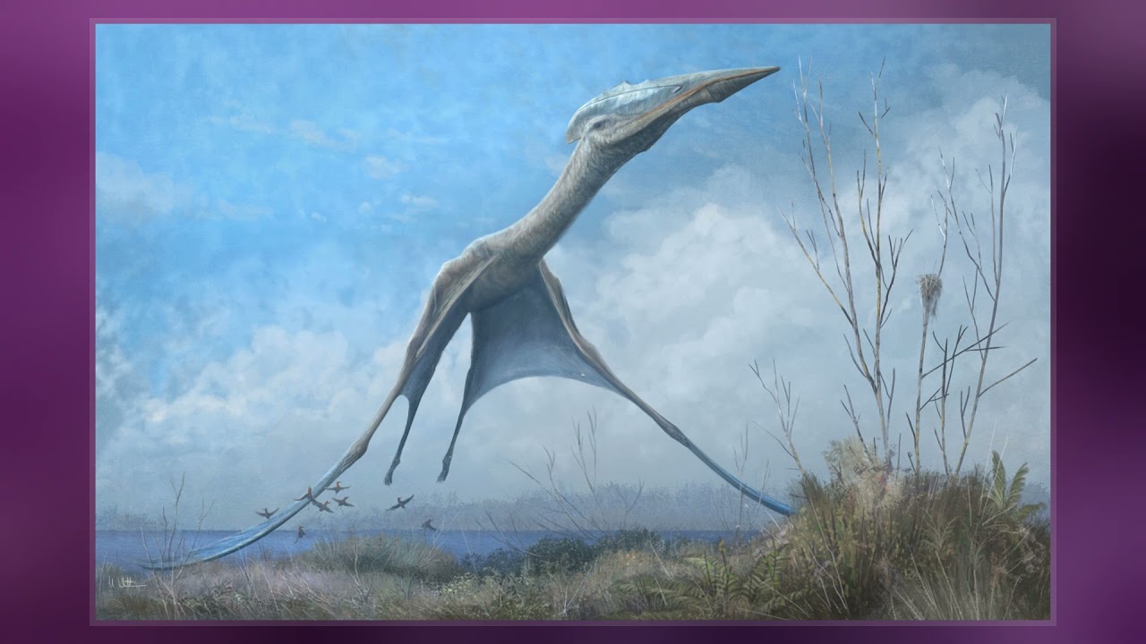 Cimoliopterus - YouTube