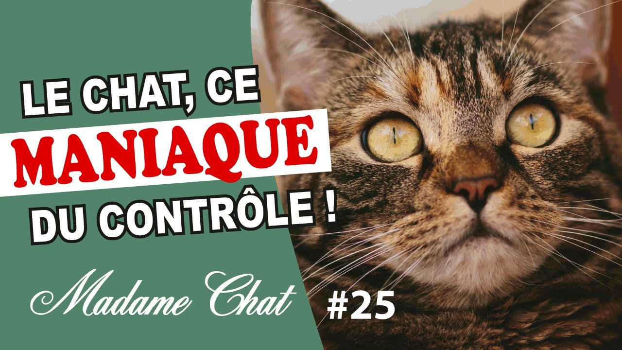 Le chat, ce MANIAQUE du contrôle ! - YouTube