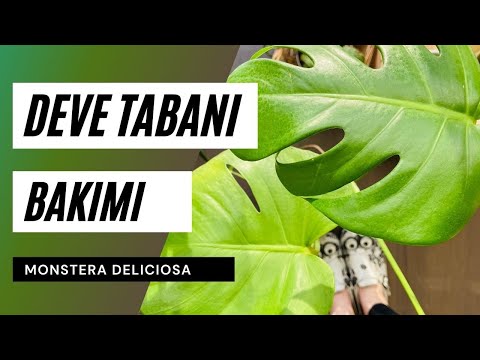 Deve tabanı bakımı ile ilgili pratik bilgiler 🍃 | Monstera deliciosa bakımı