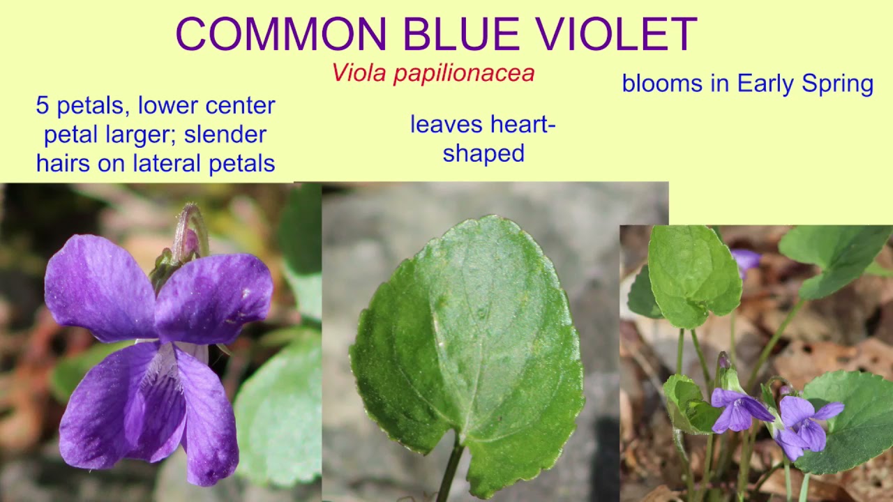 Common Blue Violet Flower