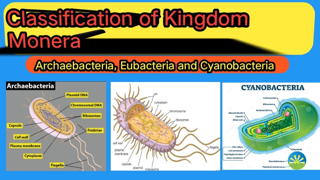 Eubacteria And Archaebacteria