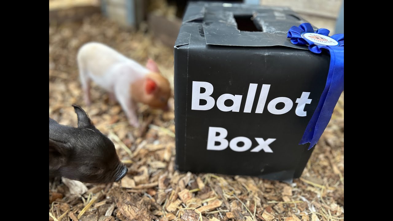 We held a micro pig General Election to see who will be the next Pig ...