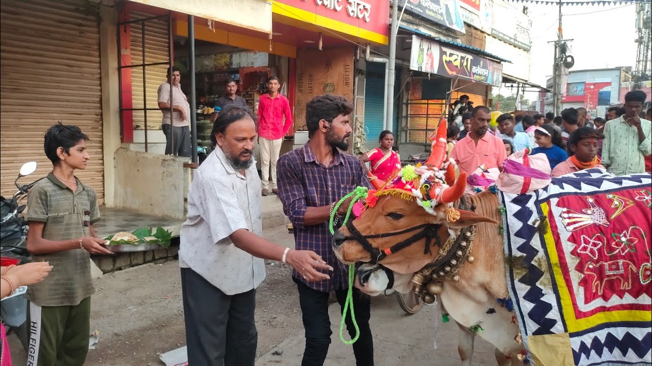 Kinwat कि जनता पोला मानते हुए बेलो के साथ किसान लोगों की प्रतिक्रिया ...