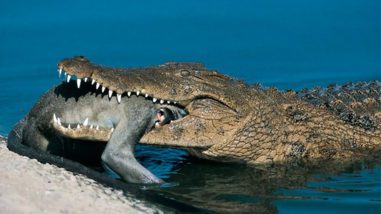 Aghast! Mother Monkey Tried Fight Bloodthirsty Giant Crocodile To Save ...