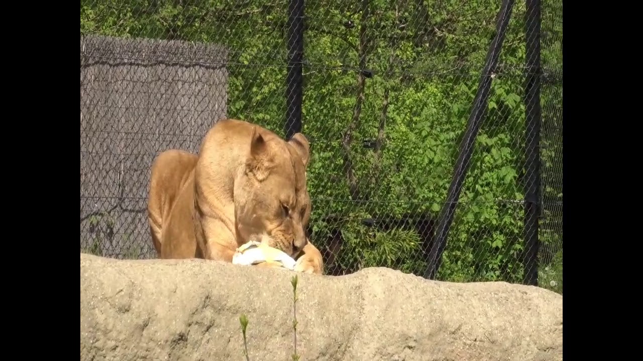 ZEKANJE U ZOO VRTU 2019. - YouTube