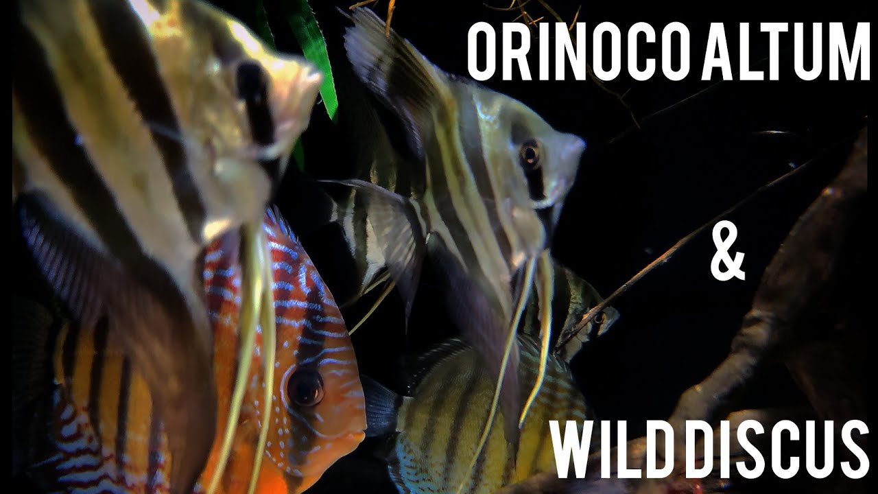 WILD DISCUS TANK : Orinoco Altum & Angelfish Spawn - YouTube
