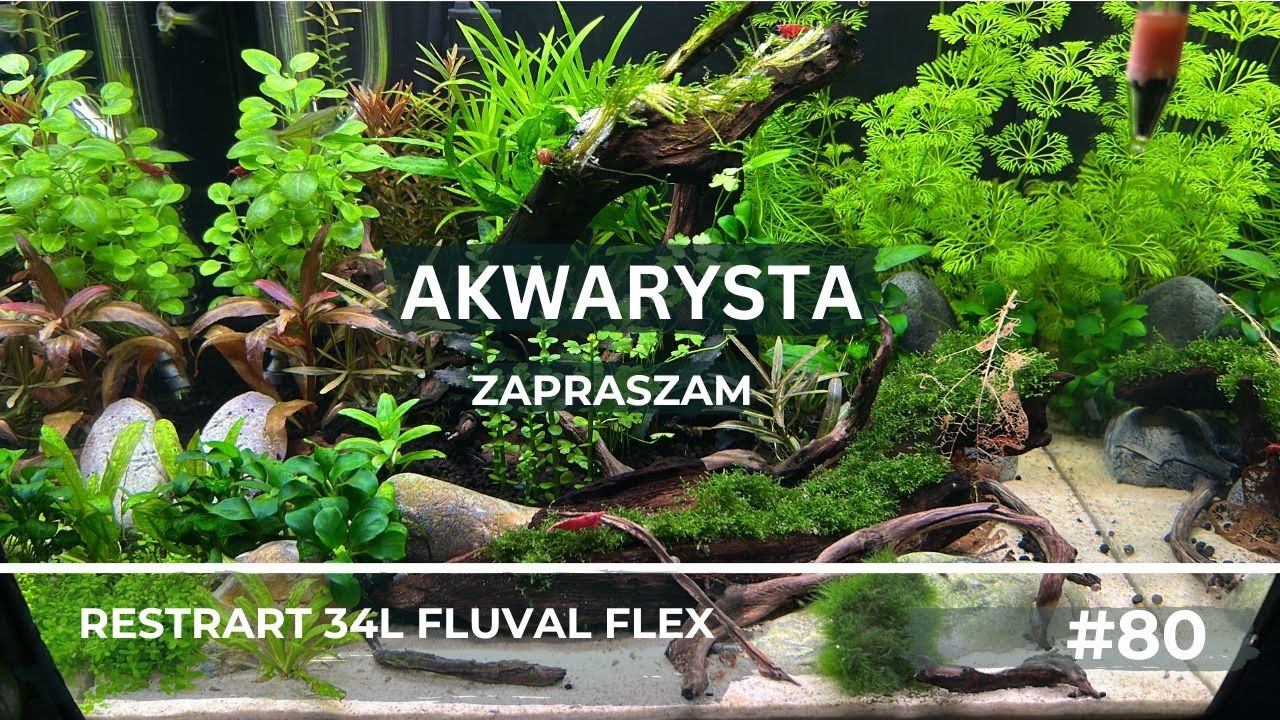 Fluval flex- restart - YouTube