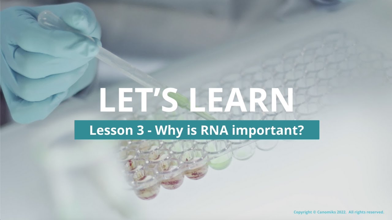 Let’s Learn! Lesson 3 - Why is RNA important? - YouTube
