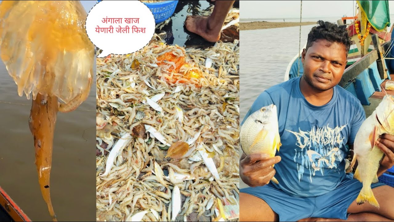 डोलीमध्ये मिळाल्या कोळंबी सोबत खाज येणारी खूप साऱ्या जेली फिश | Dol ...