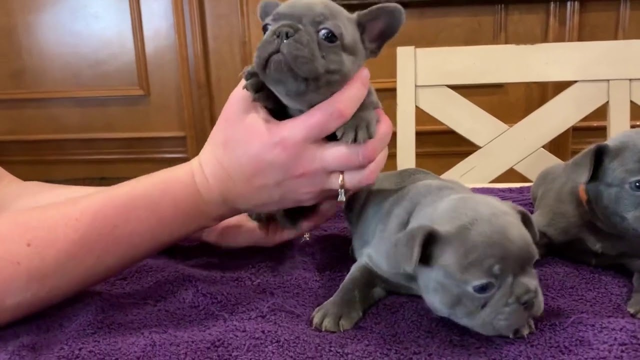 Blue Frenchie males - YouTube