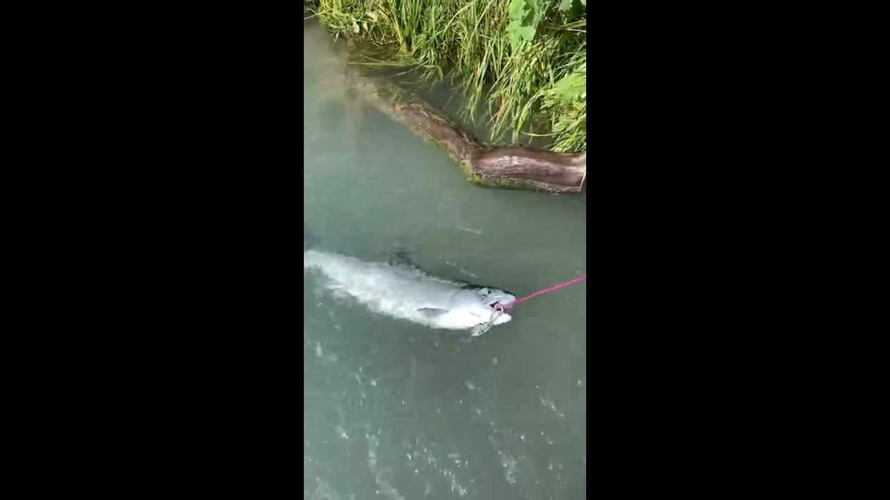 Combat fishing on the Kenai River Alaska August 2020 - YouTube