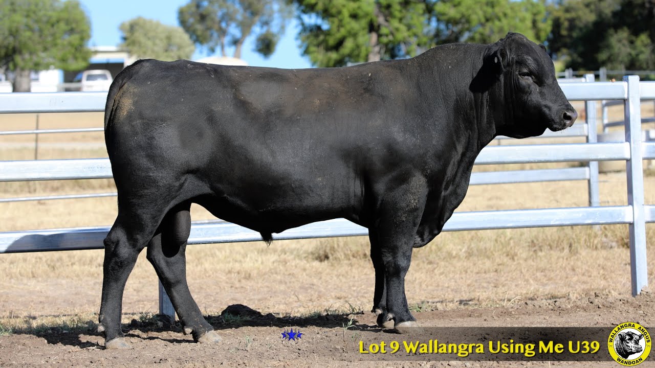 Lot 9 Wallangra Using Me U39 - YouTube