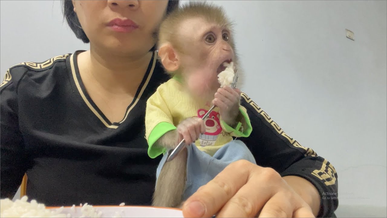Mom feeds Monkey Caca .Very cute - YouTube