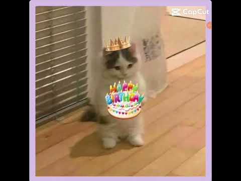 FELIZ ANIVERSARIO TAAY, ELA FEZ 11 ANINHOS🎁🎁🎂🎂🎂🎈🎈🎈🎉🎉!!