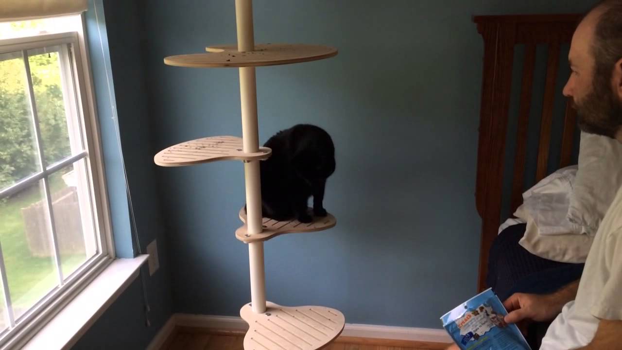 Contempo Cat Elevation Modular Cat Tower product review, vi - YouTube