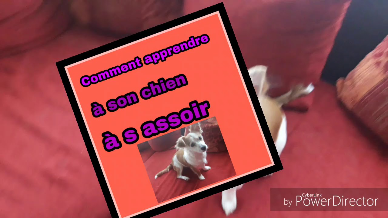 COMMENT apprendre a son chien a s assoir - YouTube