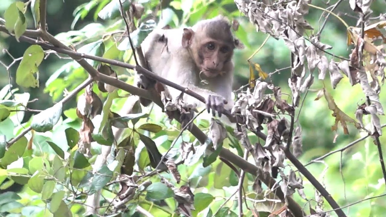 Monkeys Being Familiar With Living Beside Human Society 15 | Viral ...