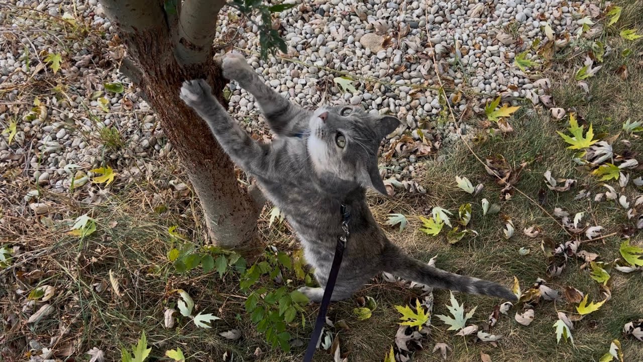 Koala walks and sniffs on a sunny Thursday morning :) - YouTube