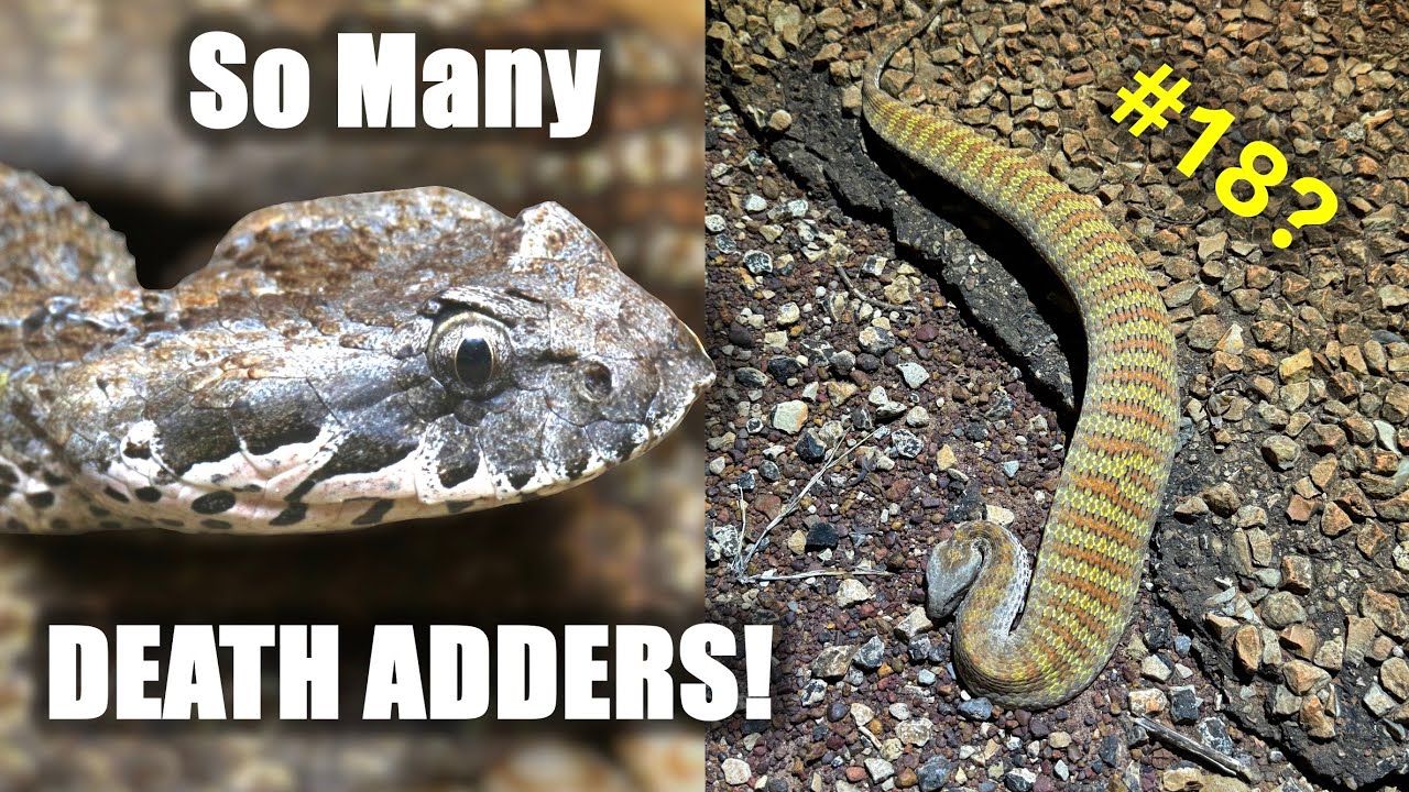 How Many DEATH ADDERS Can We Find in a Night?! - YouTube