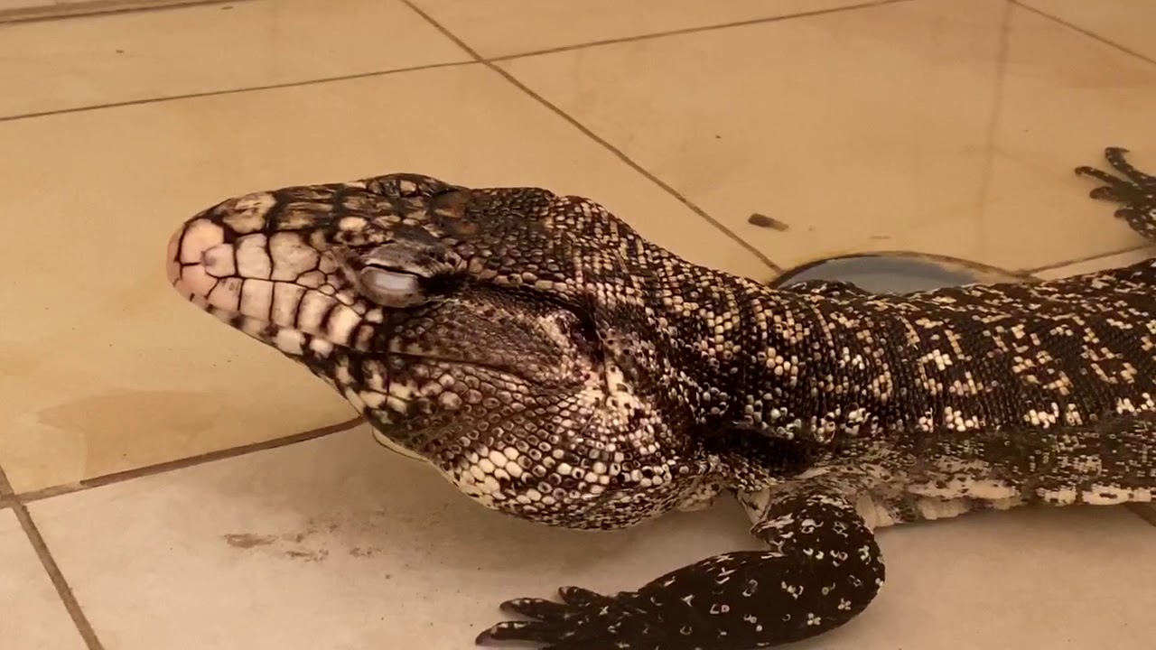 big male BW Tegu pure breed - YouTube