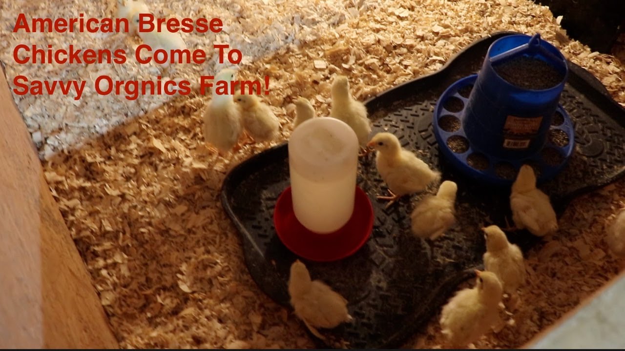 American Bresse Chickens Come To The Homestead - YouTube