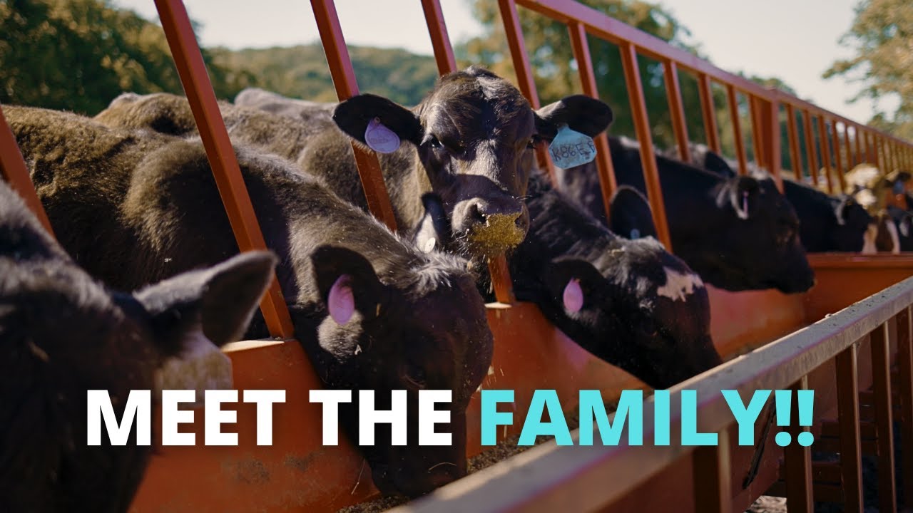 Meet My Cows! (The regular sized ones😂) - YouTube