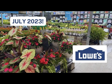 Lowes Garden Center Inventory/ Clearance Proven Winners Hibiscus and ...