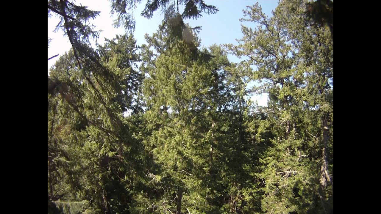 Spur climbing a fir tree with a beautiful view of Ladysmith harbour ...