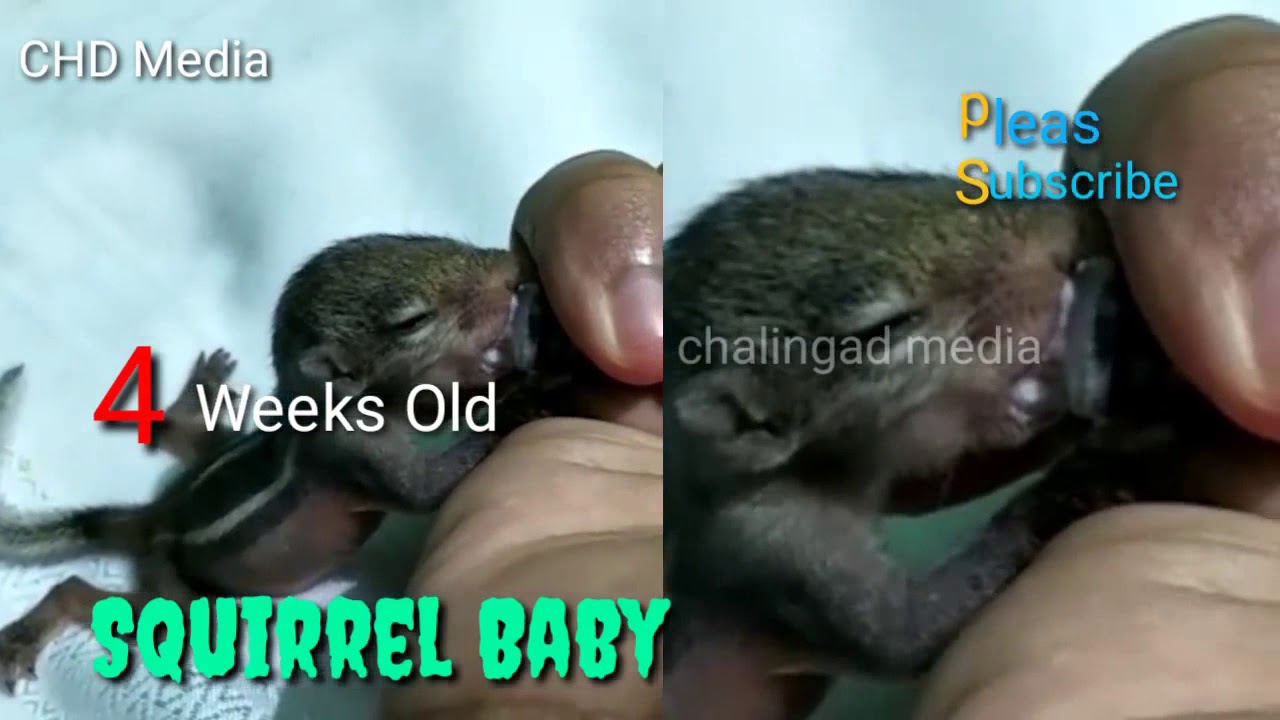 Copy of SQUIRREL BABY Step-by-step growth അണ്ണാൻ കുഞ്ഞിന്റെ ഘട്ടം ...