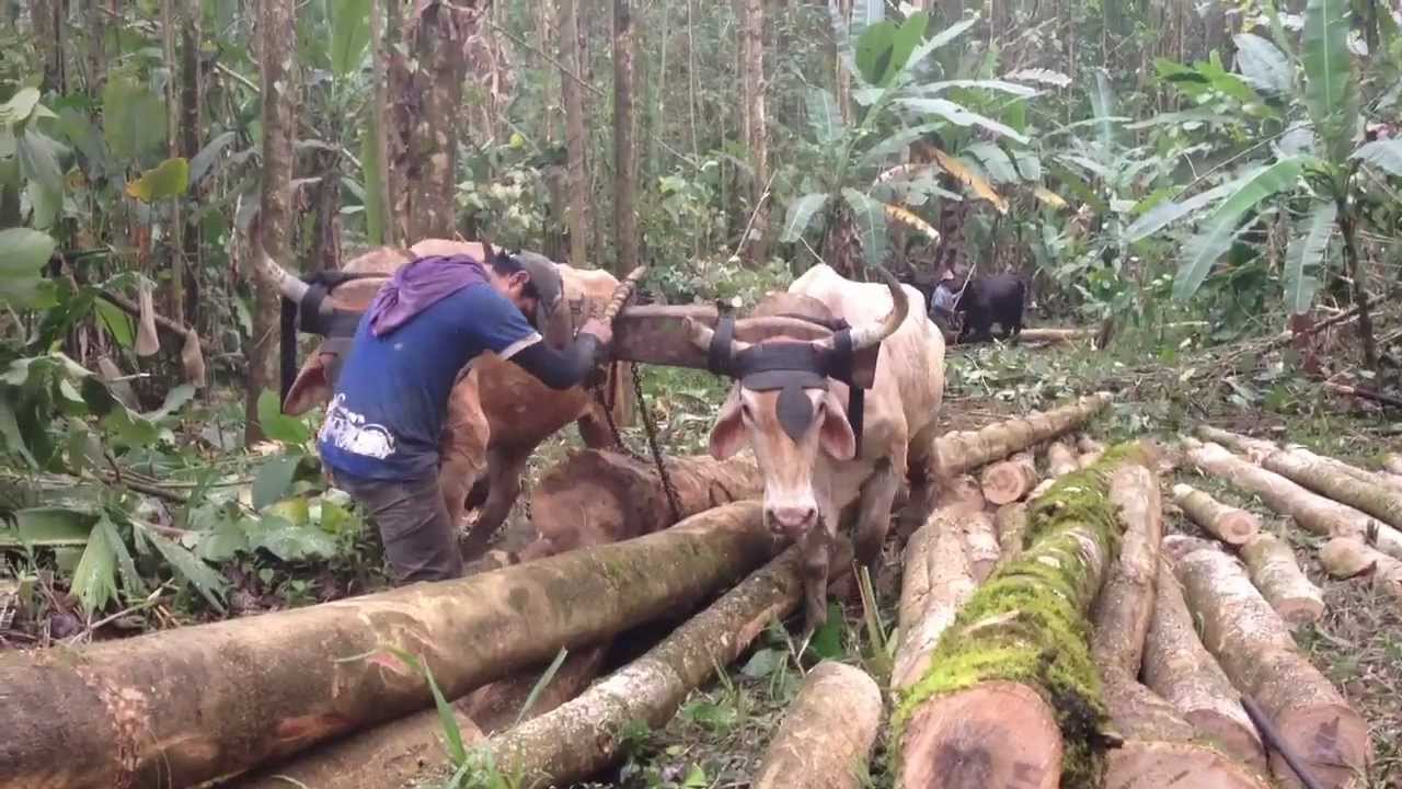 Oxen work in Costa Rica - YouTube