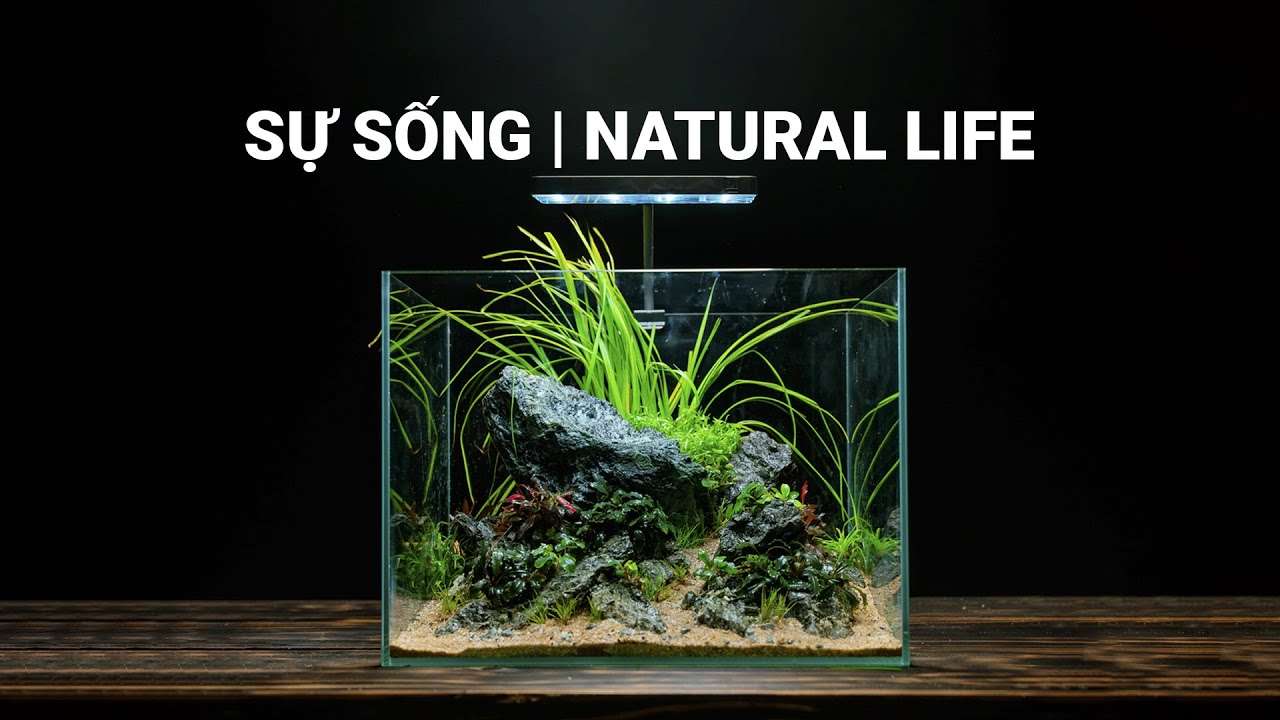 Tác Phẩm Sự sống | Đập nhỏ và sắp xếp những viên đá để setup hồ cá nhỏ ...